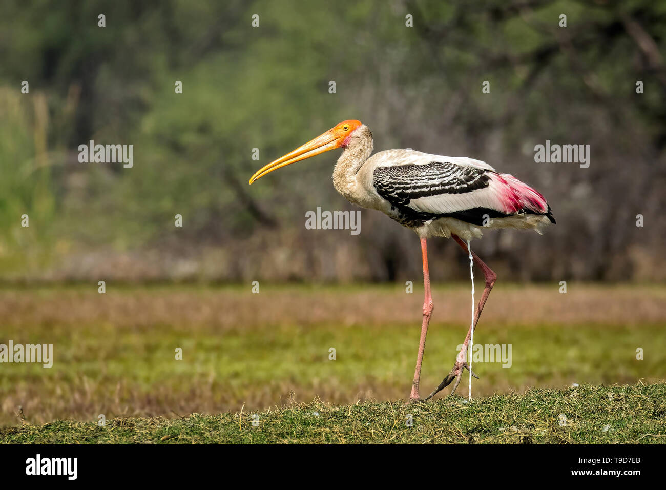 Painted stork (Mycteria leucocephala Stock Photo - Alamy