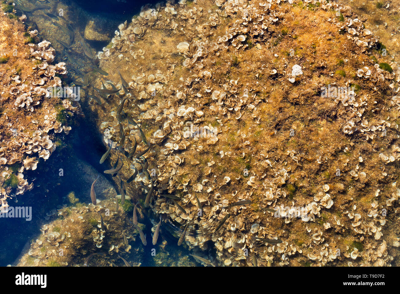 A flock of small fish splashing among the rocks covered with algae and ...