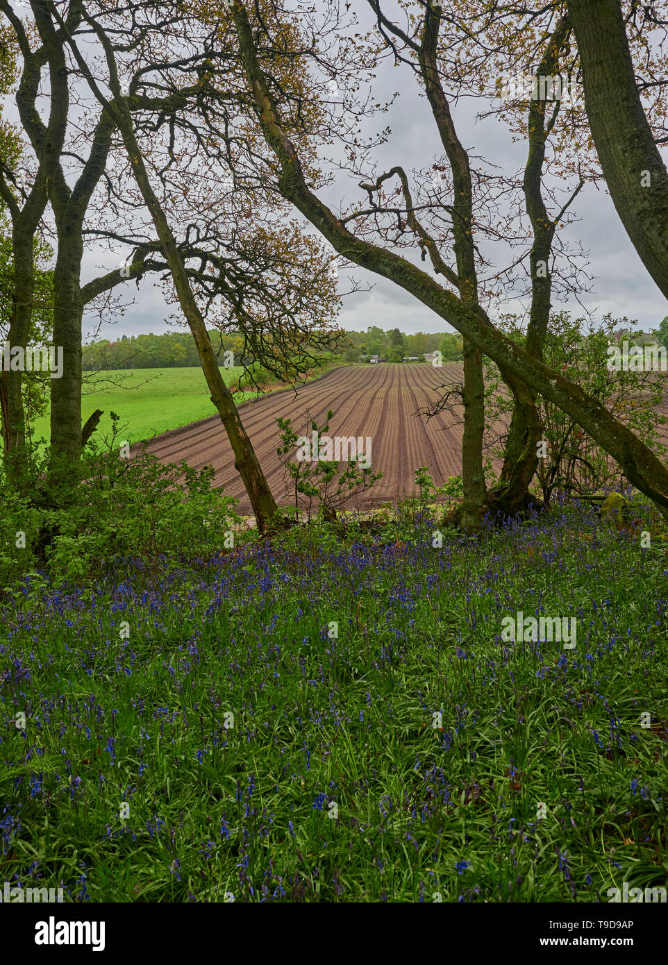The Bluebell Woods of Darroch surrounded by Scottish Farmland on a wet ...