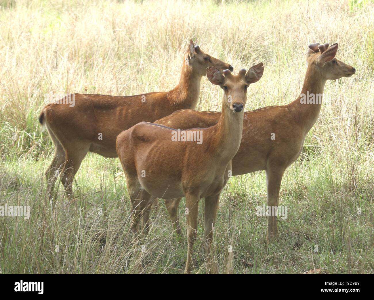 swamp deer Mainly grazes aquatic plants, this is highly endangered ...