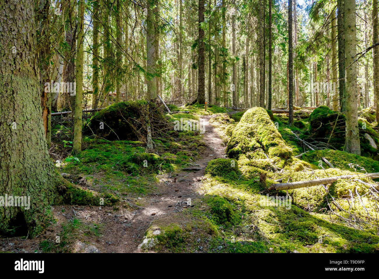 Ycke Old-growth forest and natural reserve in ostergotland, Sweden ...