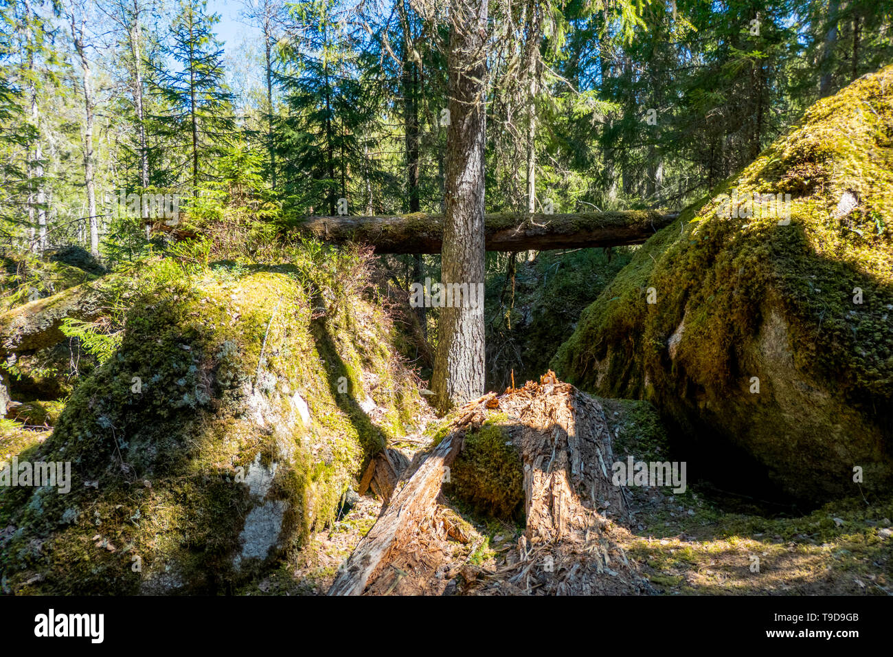 Ycke Old-growth forest and natural reserve in ostergotland, Sweden ...