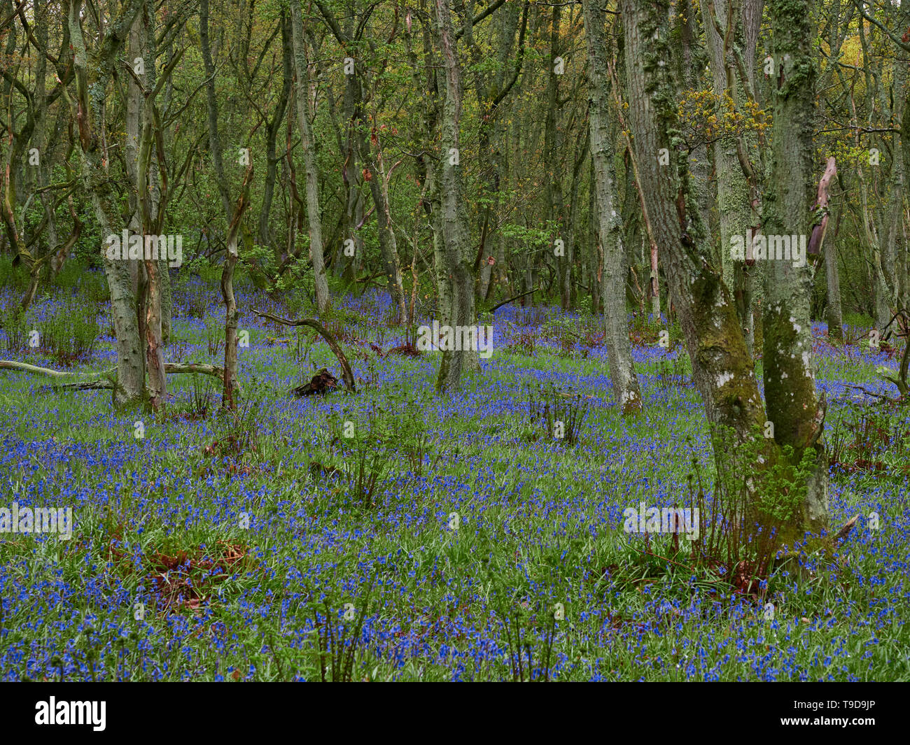 Tree trunks at a glade in the forest hi-res stock photography and ...