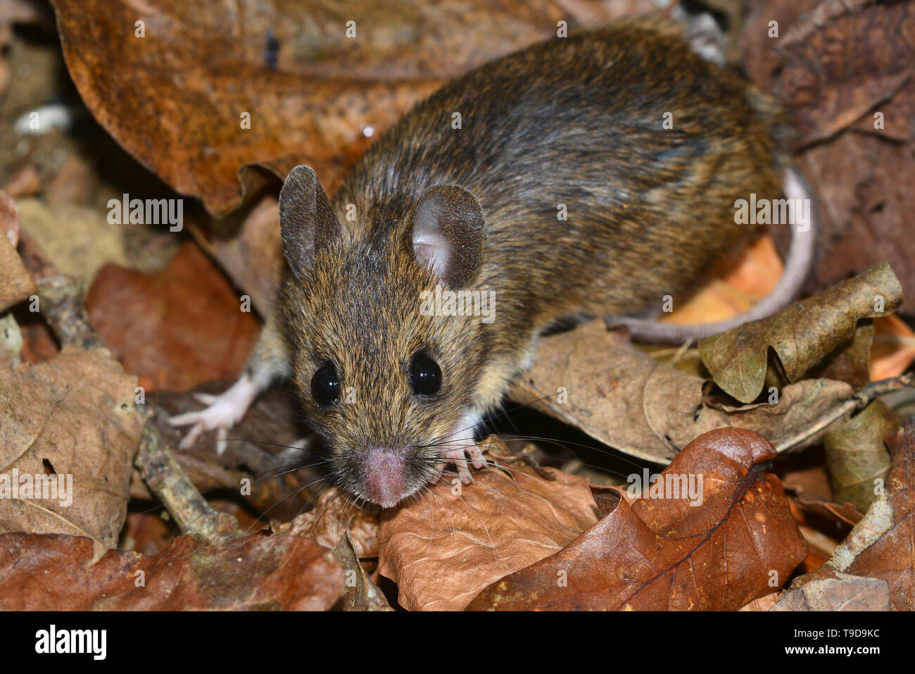 wood mouse apodemus sylvaticus Stock Photo - Alamy