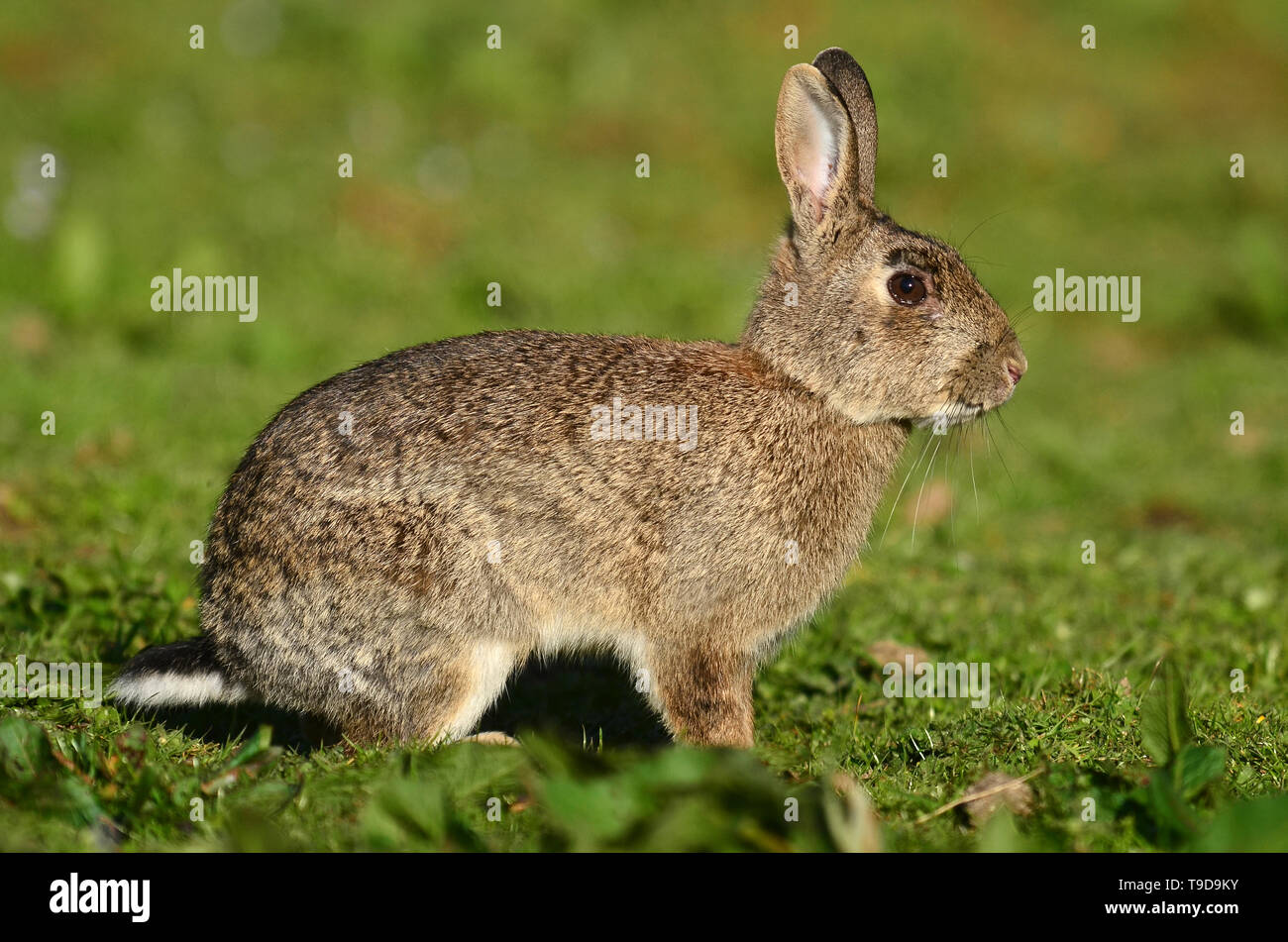RABBIT Oryctolagus cuniculus Stock Photo - Alamy