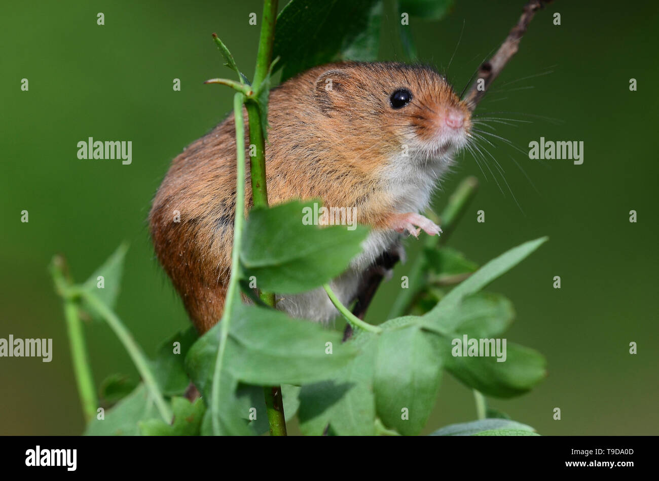Small mouse hi-res stock photography and images - Alamy