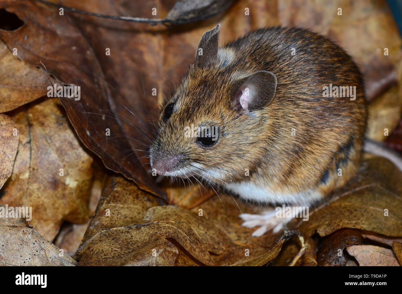 wood mouse apodemus sylvaticus Stock Photo - Alamy