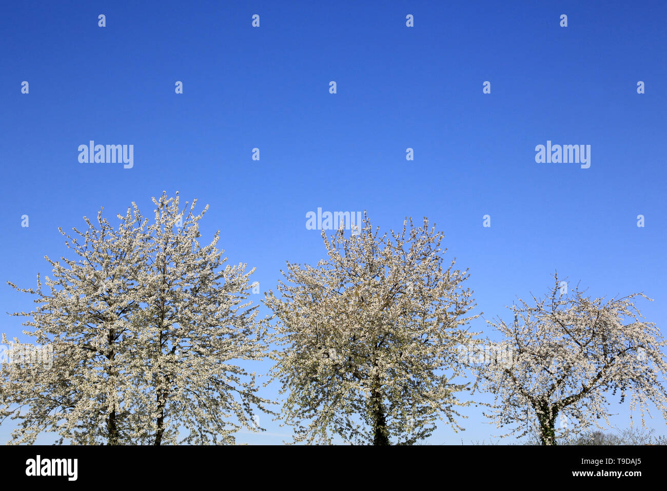 Arbre en fleurs hi-res stock photography and images - Alamy