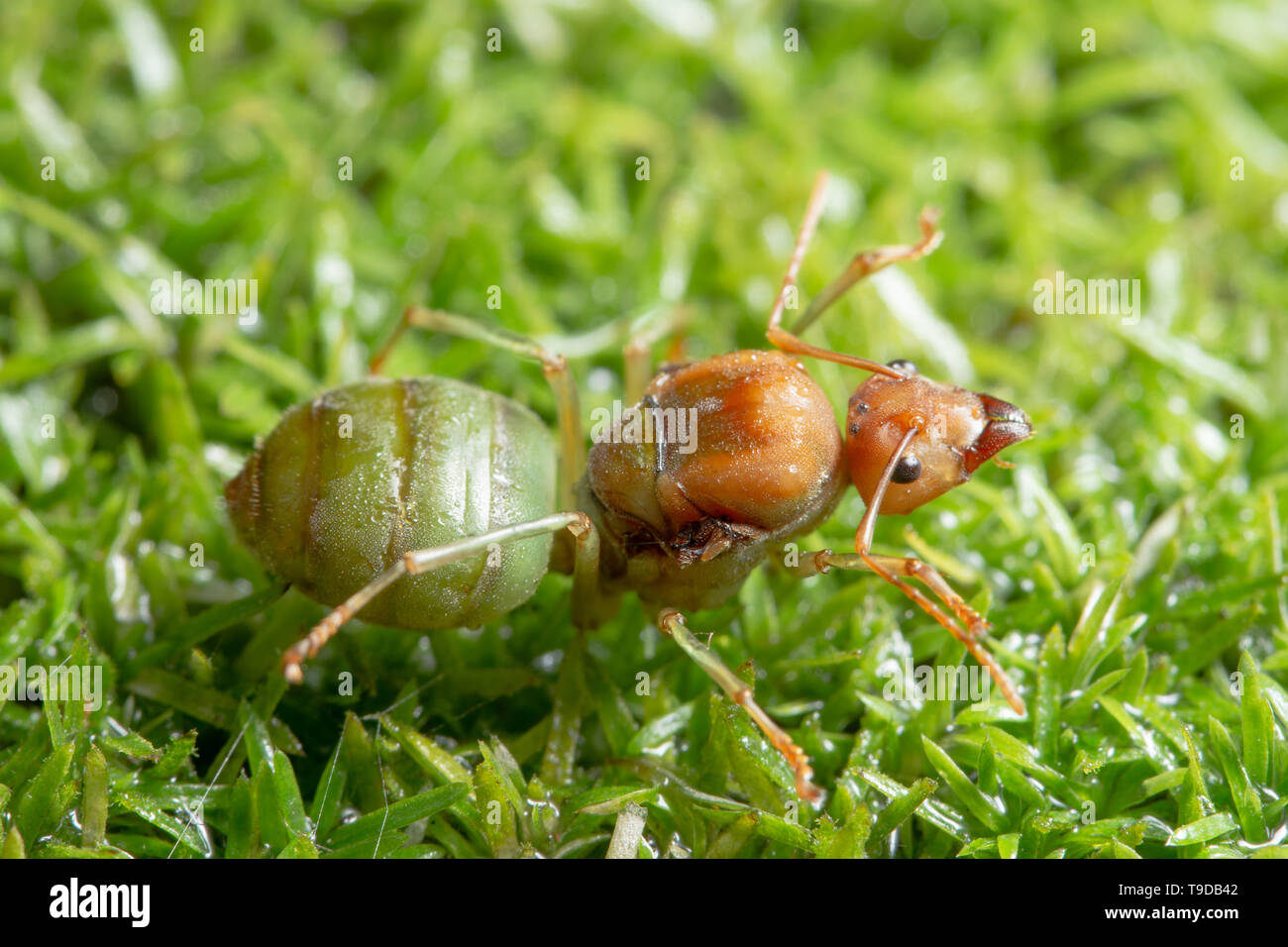 Macro Ants on Plants Stock Photo - Alamy