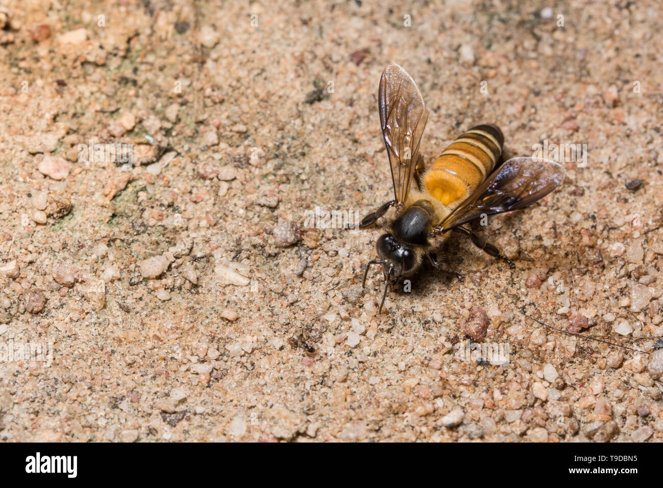 Macro Royal Bee Stock Photo - Alamy