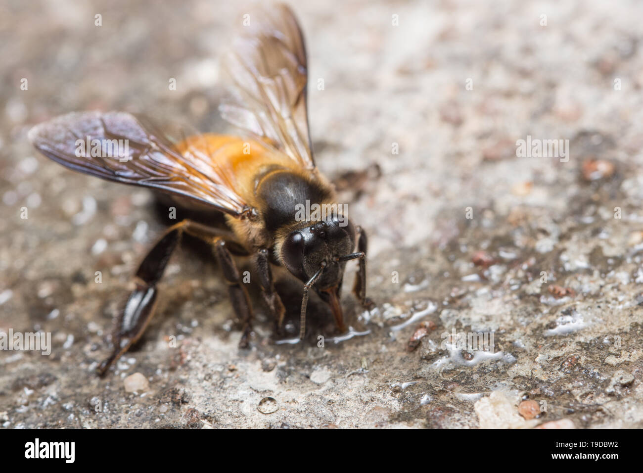 Macro Royal Bee Stock Photo - Alamy