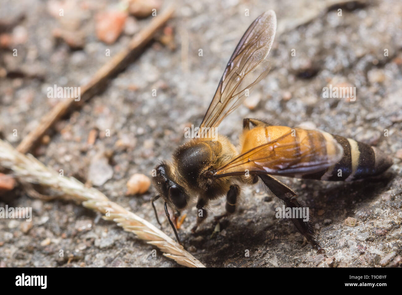 Macro bee on ground Stock Photo - Alamy