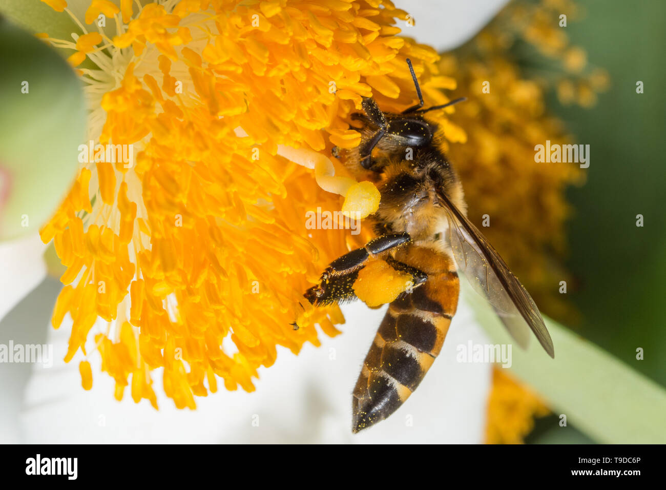 Bees swarming macro flower hi-res stock photography and images - Alamy