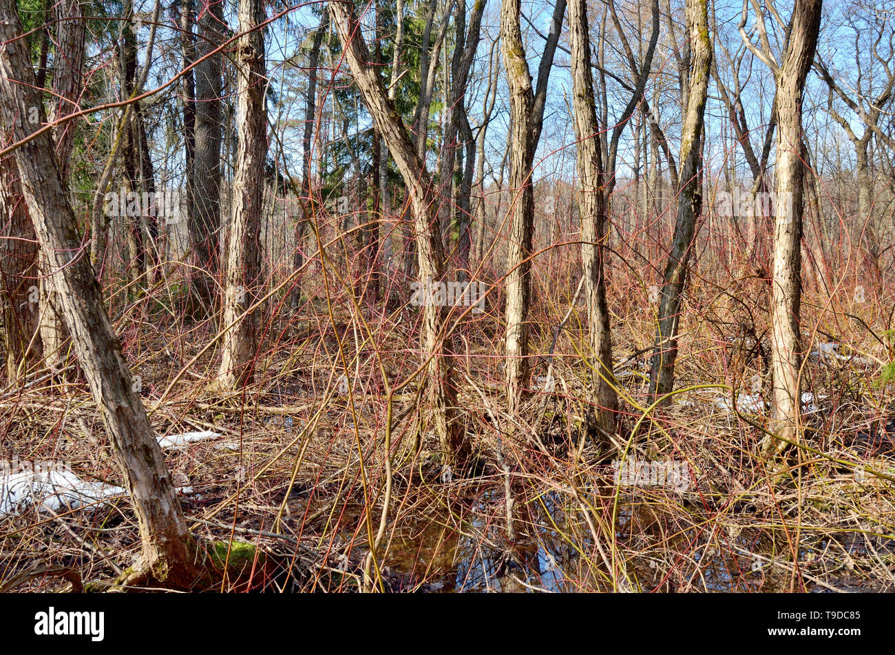 Forest thicket with dense thickets.Trees grow thick.And on earth bushes ...