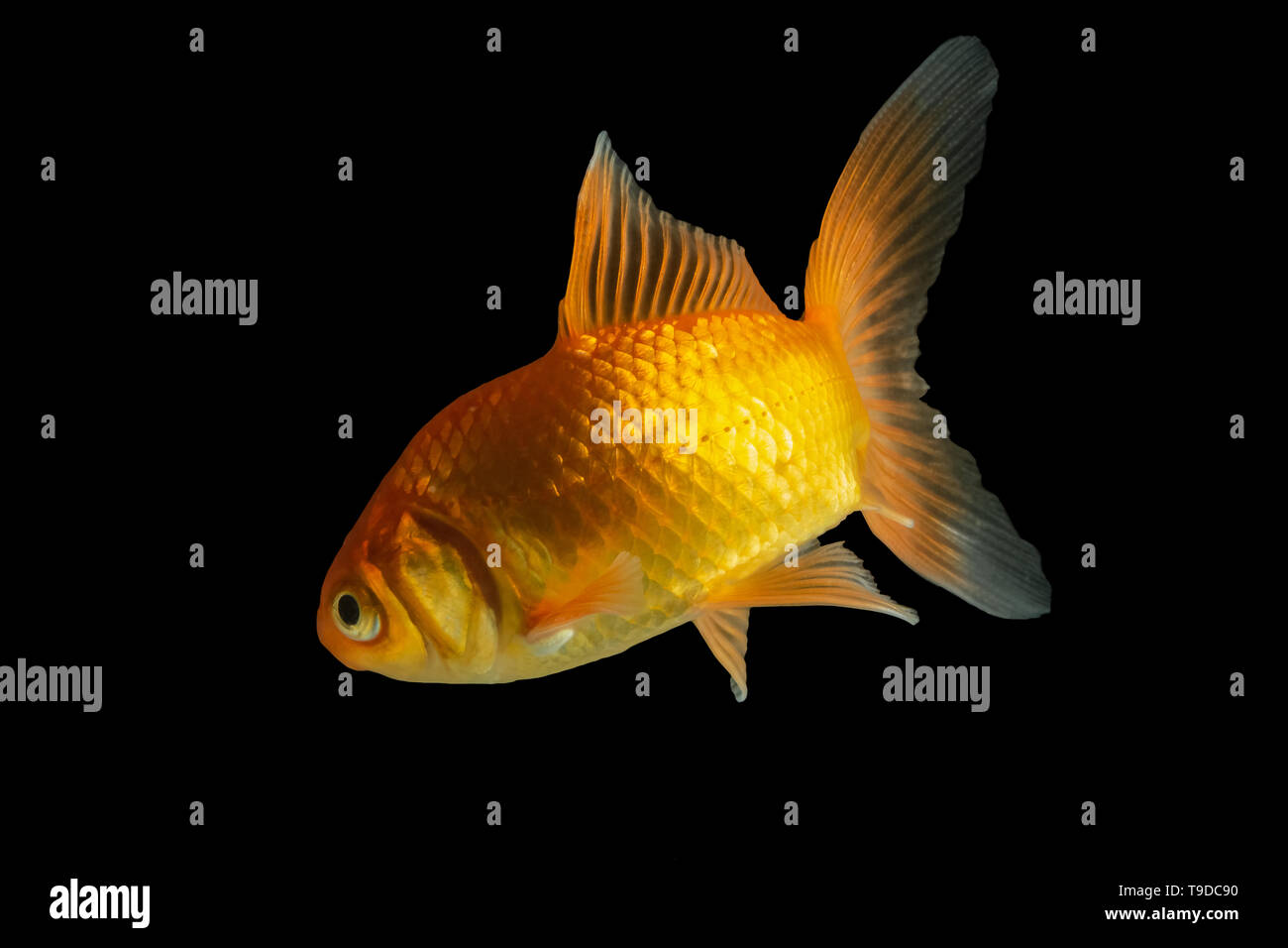 Carp Golden fish Stock Photo - Alamy