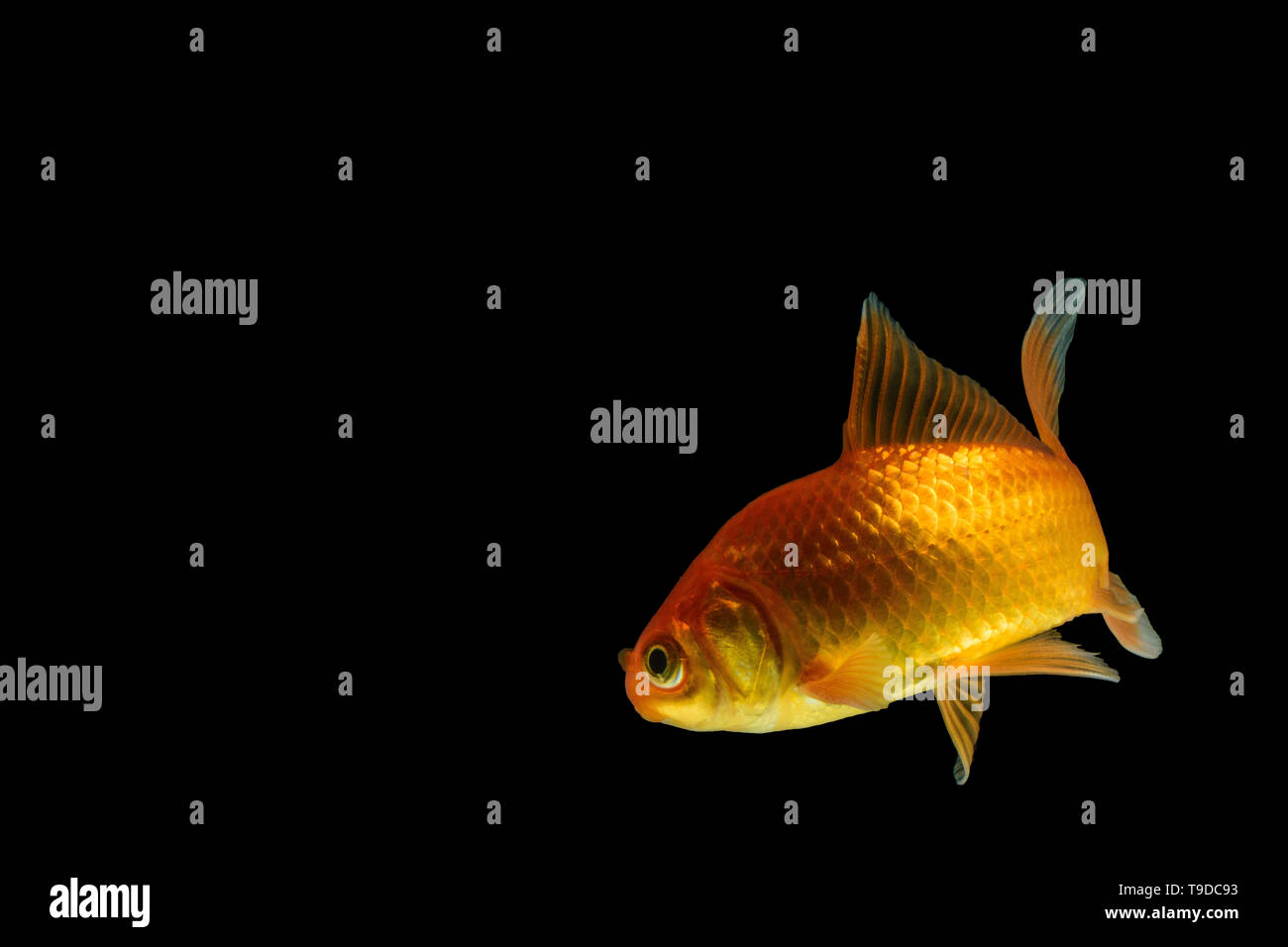 Carp Golden fish Stock Photo - Alamy