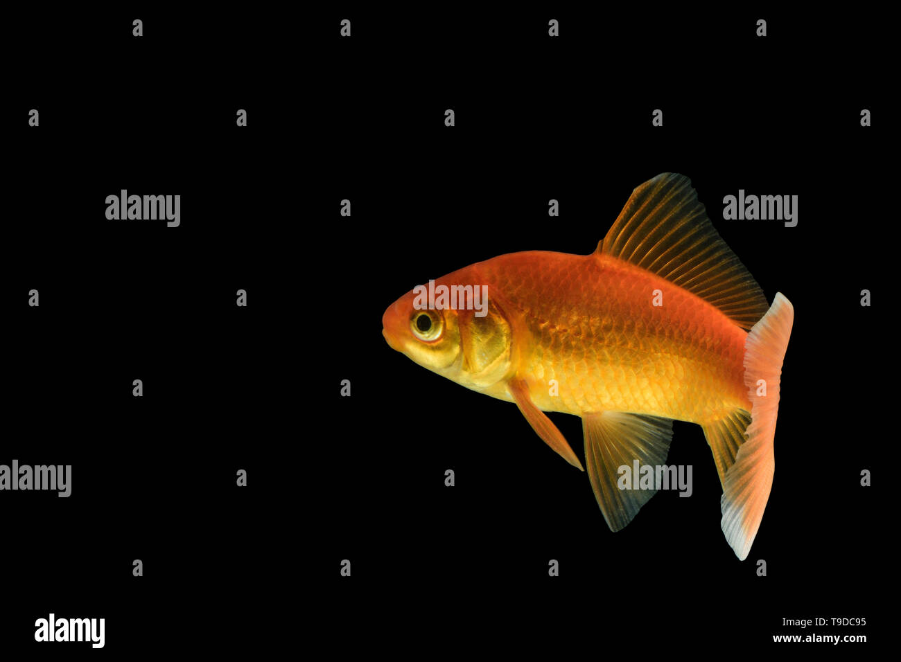 Carp Golden fish Stock Photo - Alamy