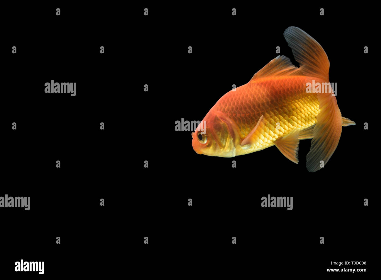 Carp Golden fish Stock Photo - Alamy