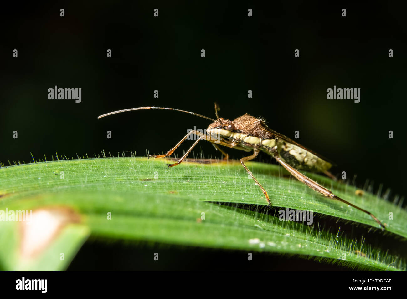 Macro assassin bug Stock Photo - Alamy