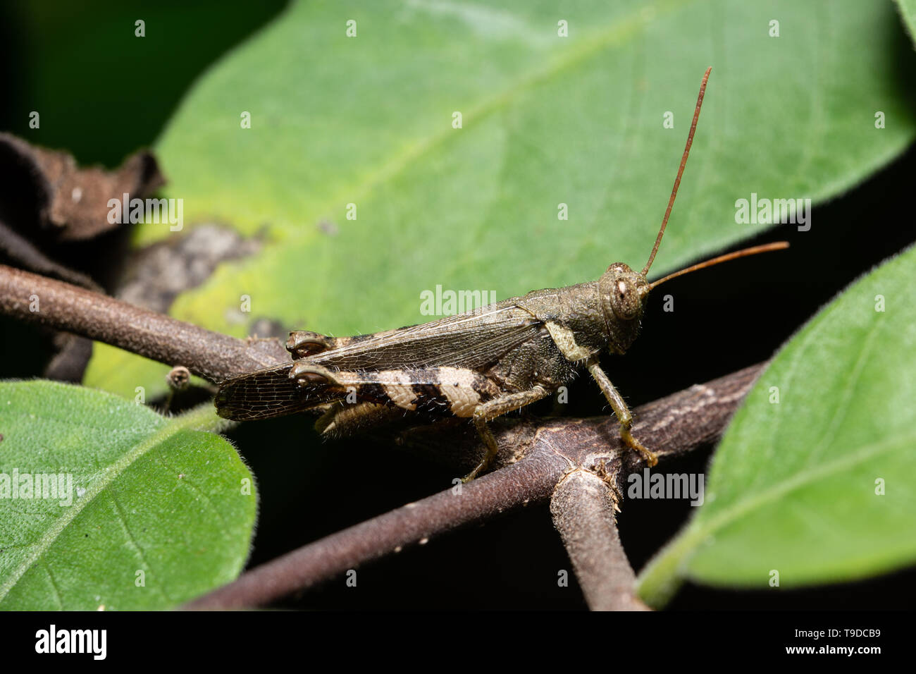 Grasshopper on the branch Stock Photo - Alamy