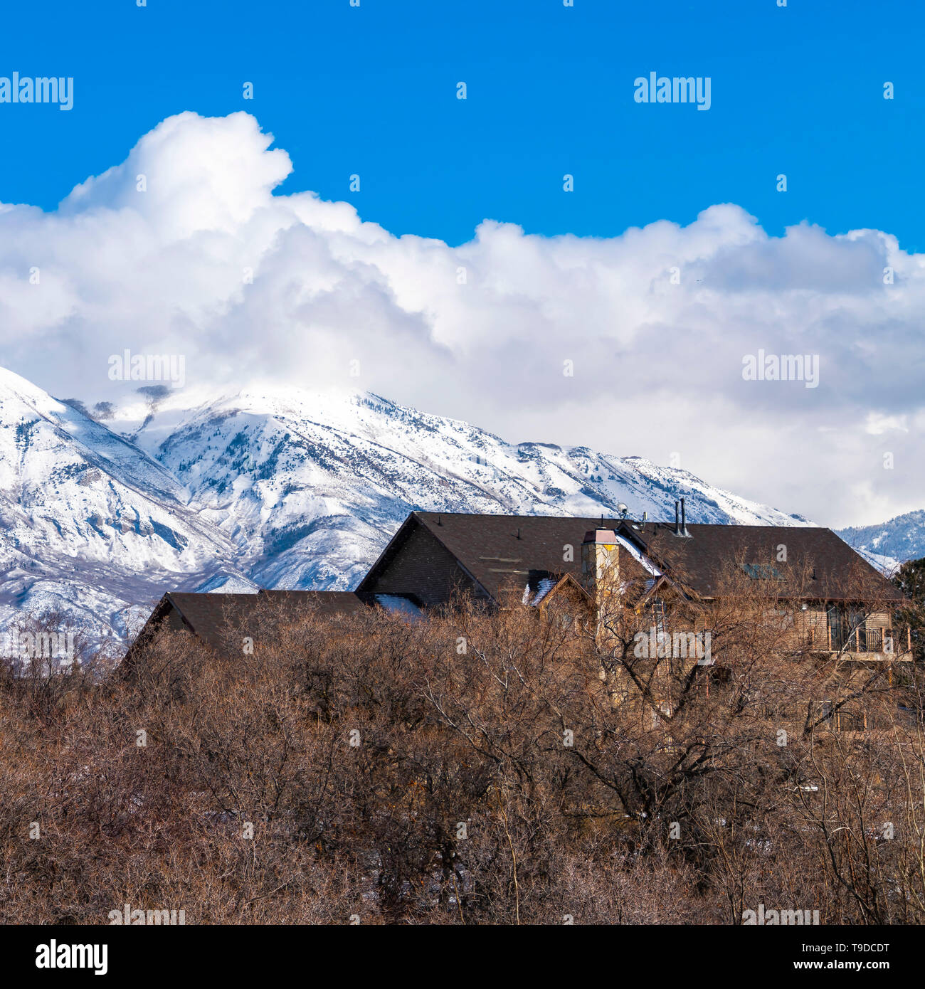 Square Roof of a home seen over the row of leafless hibernating trees ...
