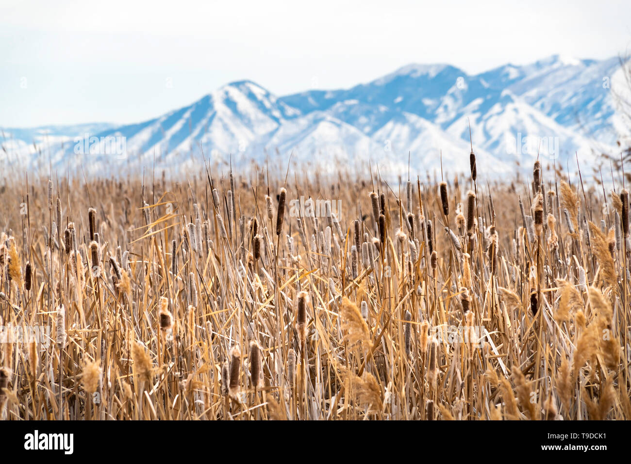 Tall brown grasses on a vast terrain viewed on a sunny winter day Stock ...