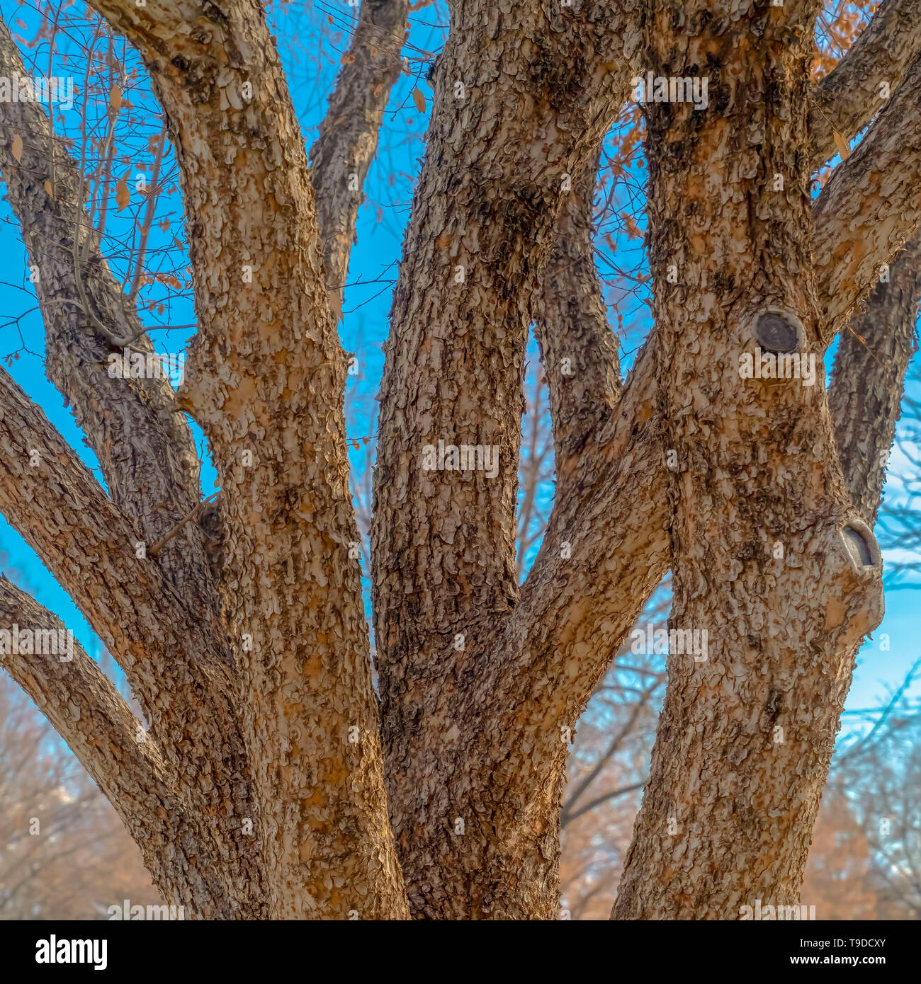 Tree Trunk Fence High Resolution Stock Photography and Images - Alamy