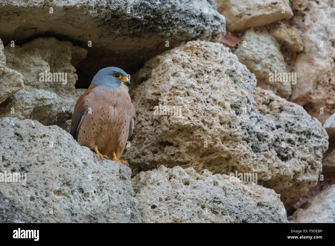 A male lesser kestrel sitting against the stone facade of a village ...