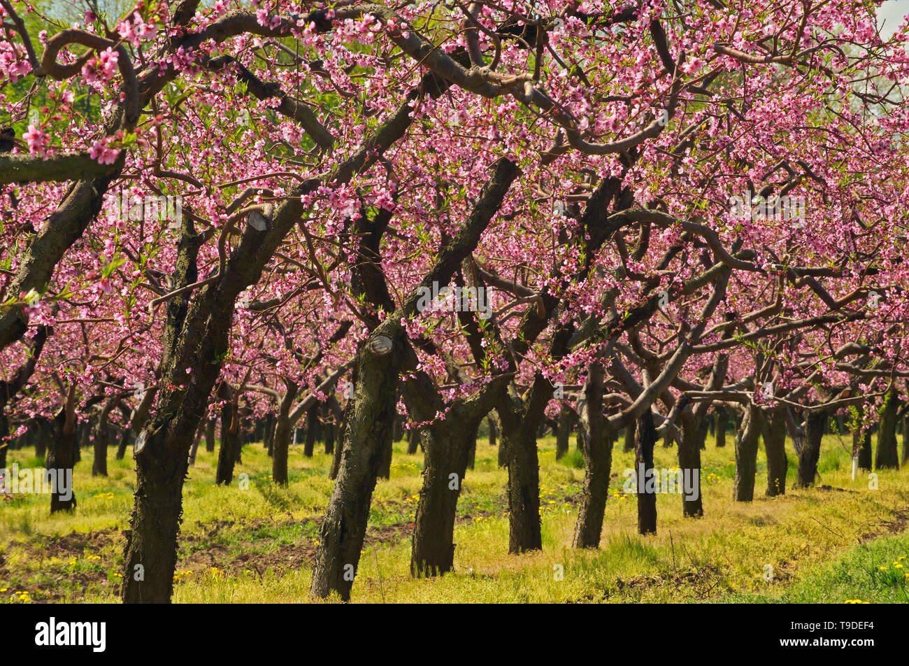 Niagara peninsula hi-res stock photography and images - Alamy