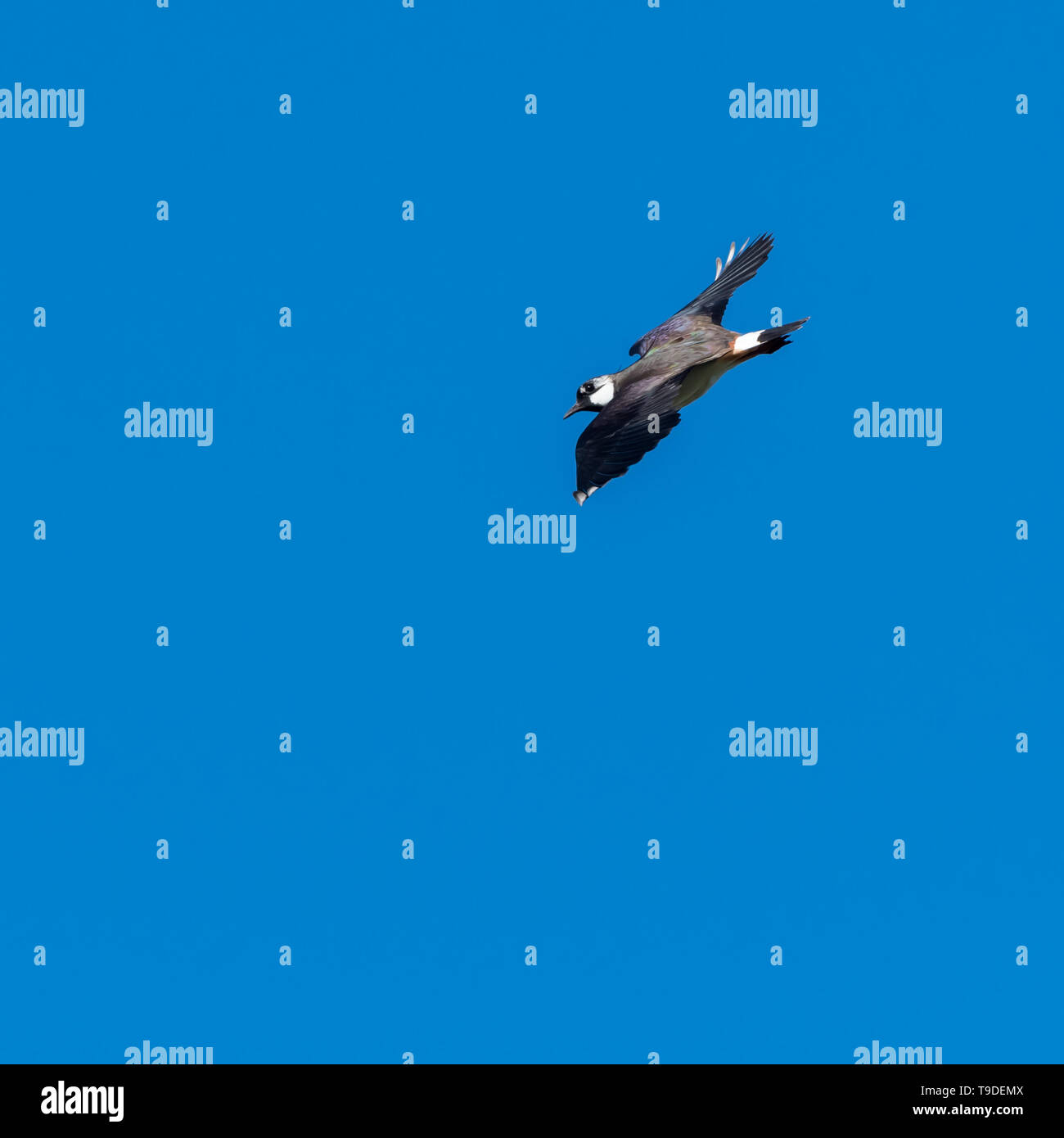 Lapwing against the sky hi-res stock photography and images - Alamy