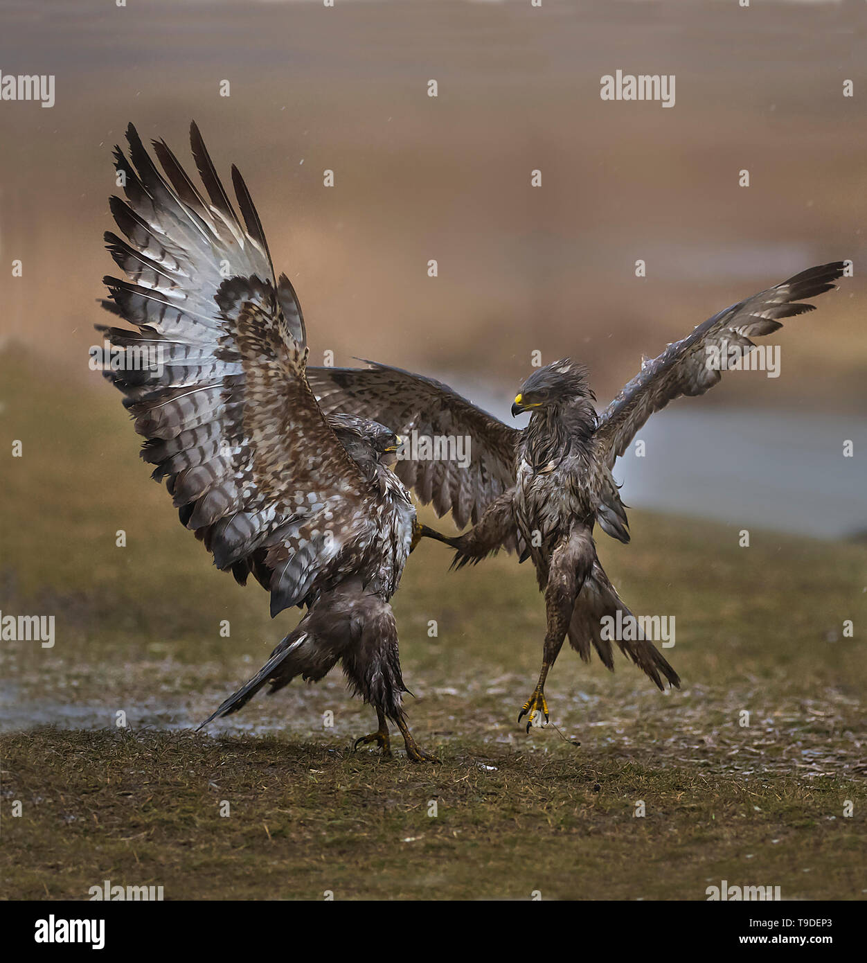 Buzzard photograph hi-res stock photography and images - Alamy