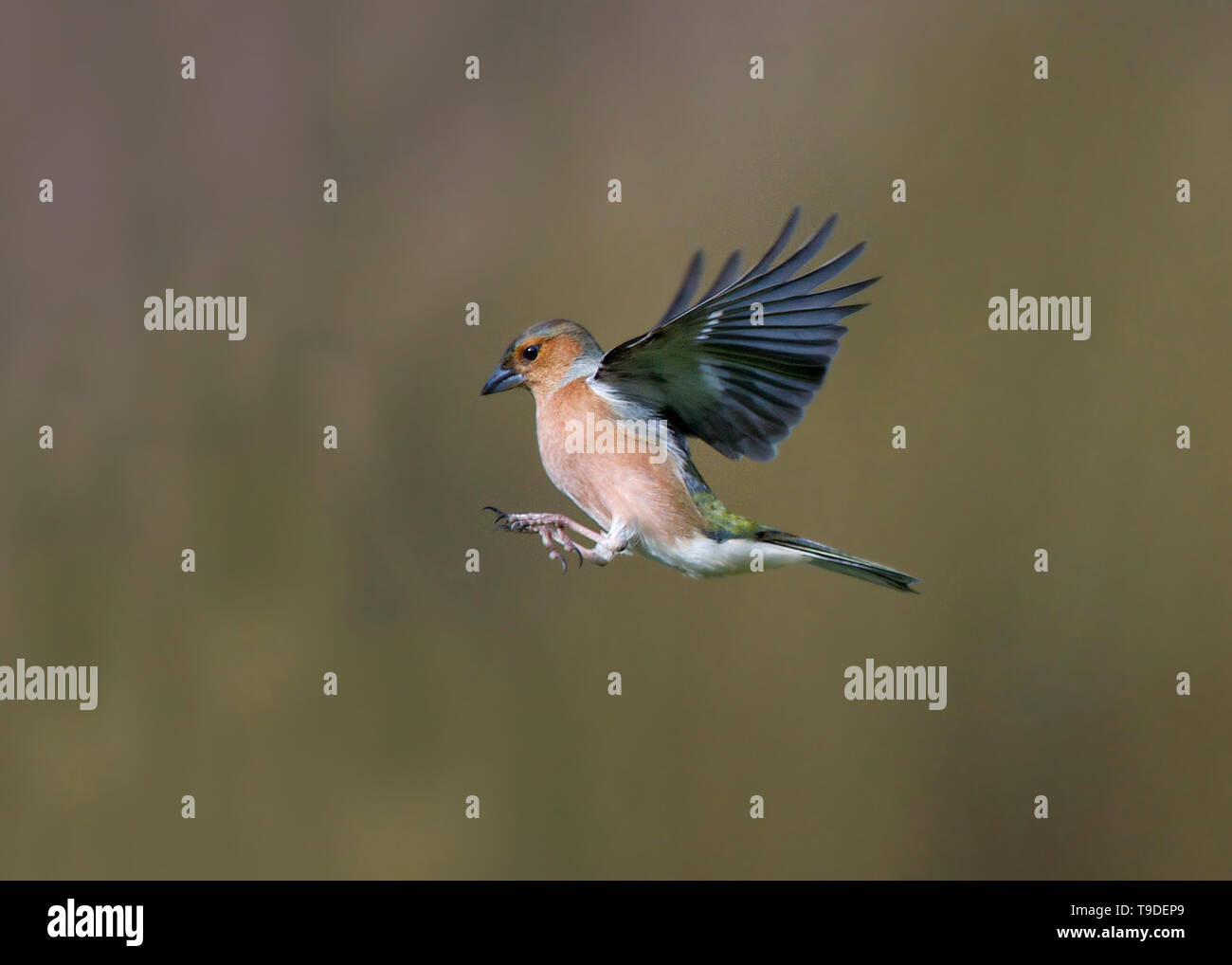 Chaffinch in flight hi-res stock photography and images - Alamy