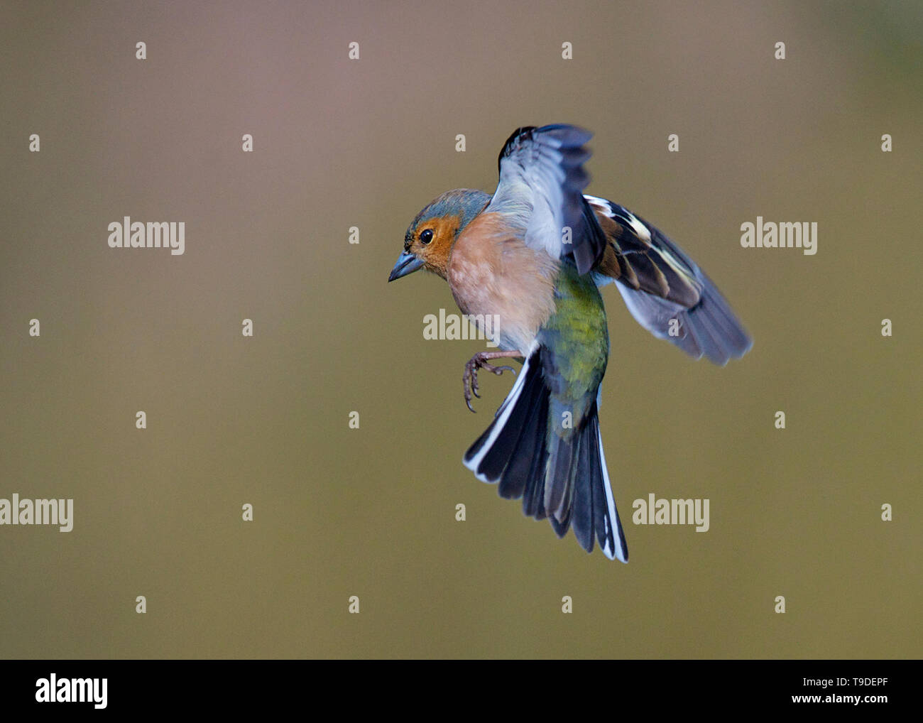 Male chaffinch image hi-res stock photography and images - Alamy