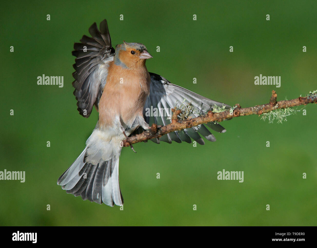 Male chaffinch in flight, Dumfries, Scotland Stock Photo - Alamy