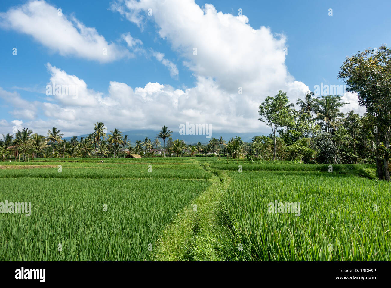 The rice fields of Lombok on a sunny day with blue sky and white clouds ...