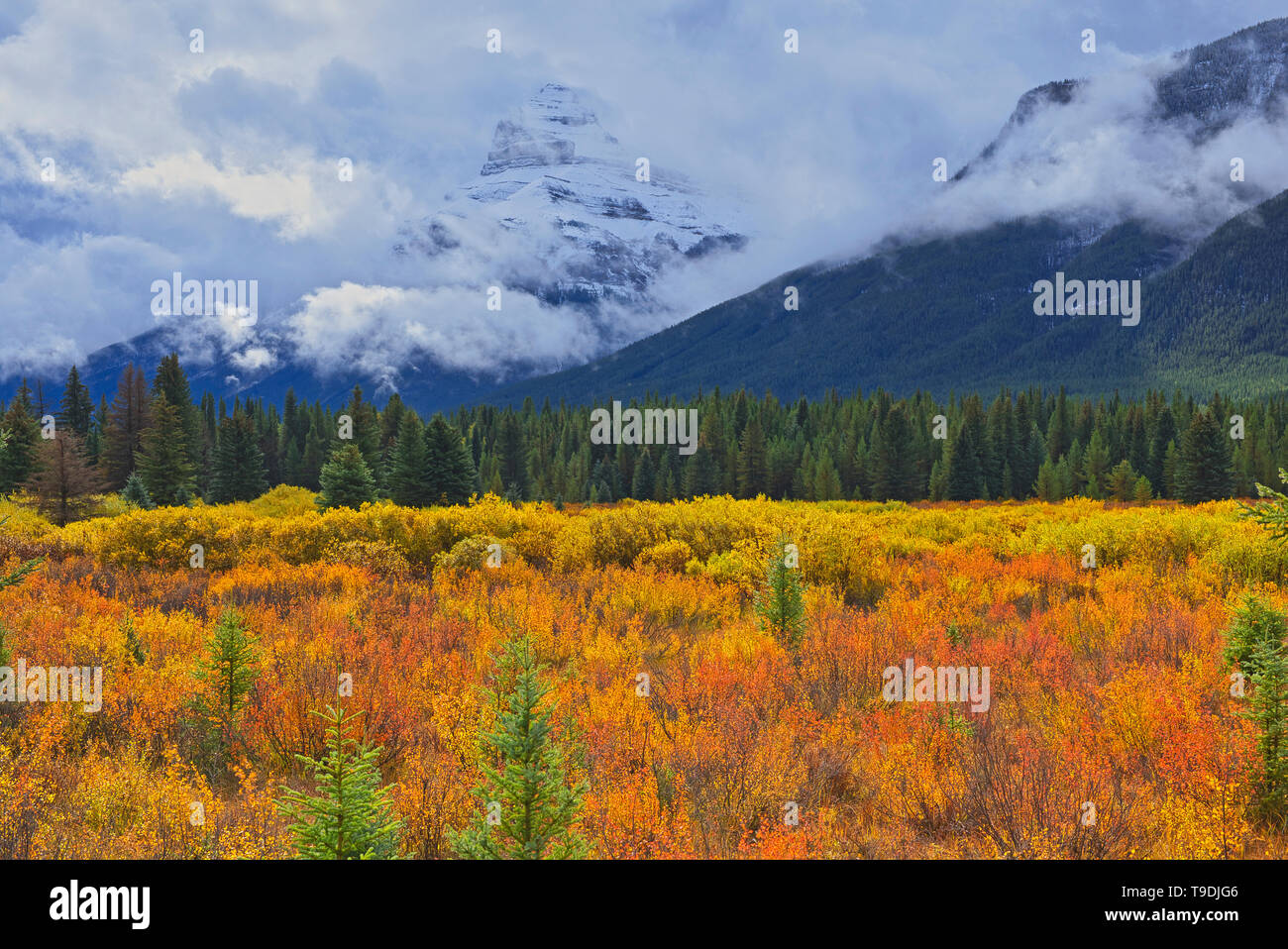 Autumn colours at Moose Meadows in the Bow Valley Banff National Park ...