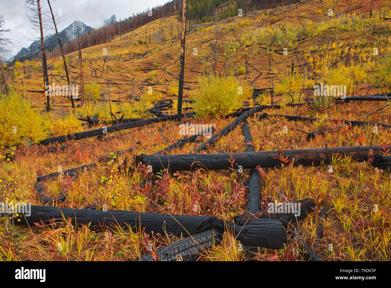 Fall colors in old burn at Sawback Range in the Bow Valley, Banff ...