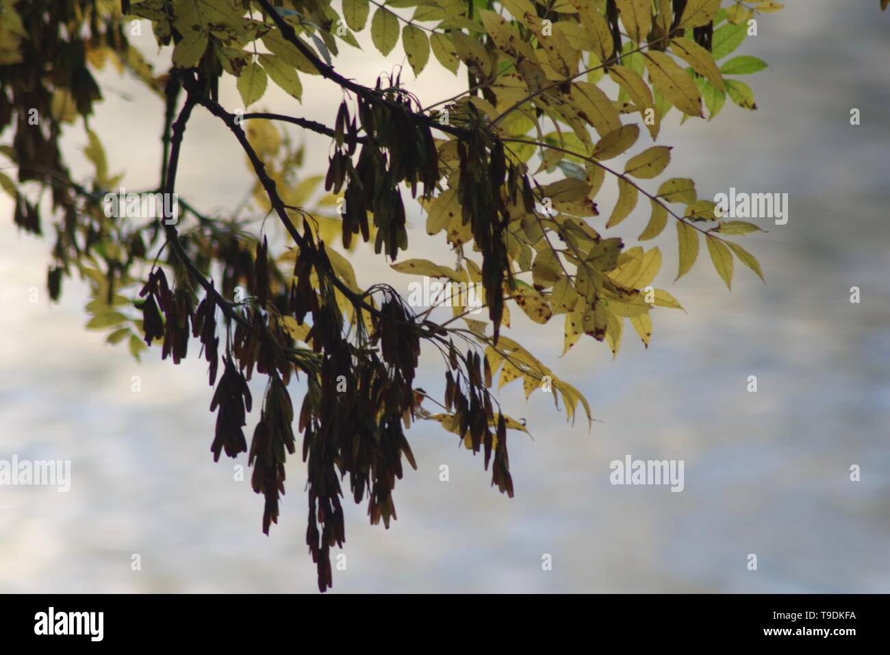 Autumn Branch of an Ash Tree (Fraxinus excelsior) Drooping over the ...