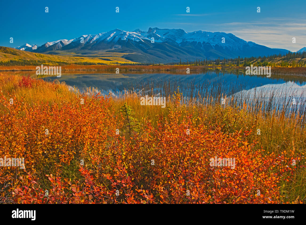 Talbot Lake Jasper National Park Alberta Canada Stock Photo - Alamy