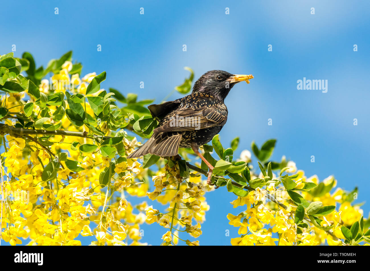 Yellow starling hi-res stock photography and images - Alamy