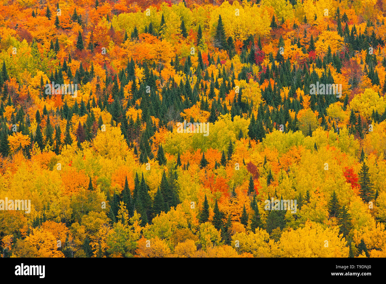 Acadian forest hi-res stock photography and images - Alamy