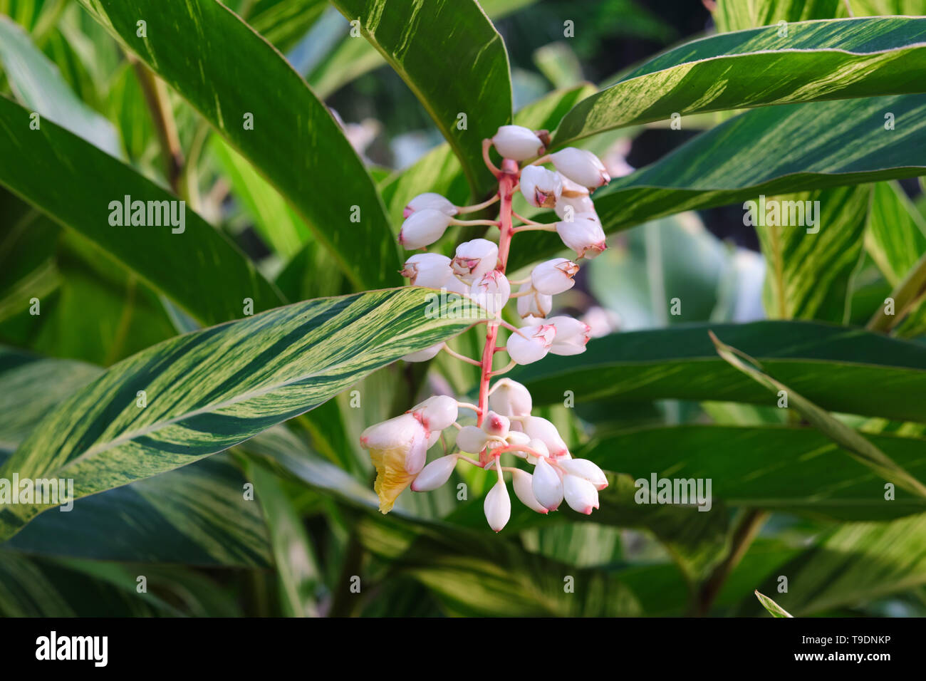 Alpinia flower hi-res stock photography and images - Alamy