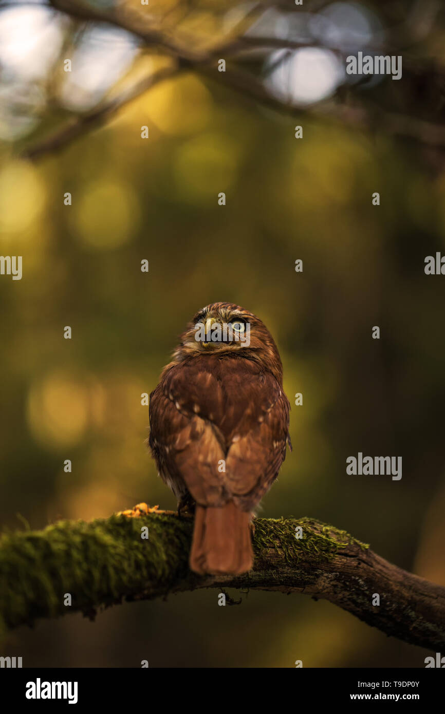 Baby owl portrait hi-res stock photography and images - Alamy