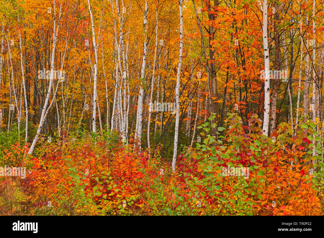 Acadian forest in autumn foliage. Gagetown New Brunswick Canada Stock ...