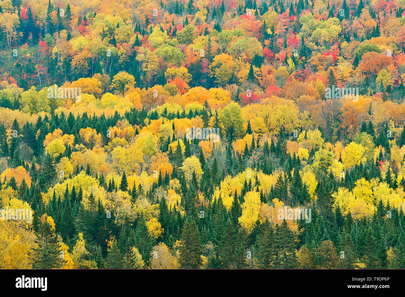 Acadian colours hi-res stock photography and images - Alamy