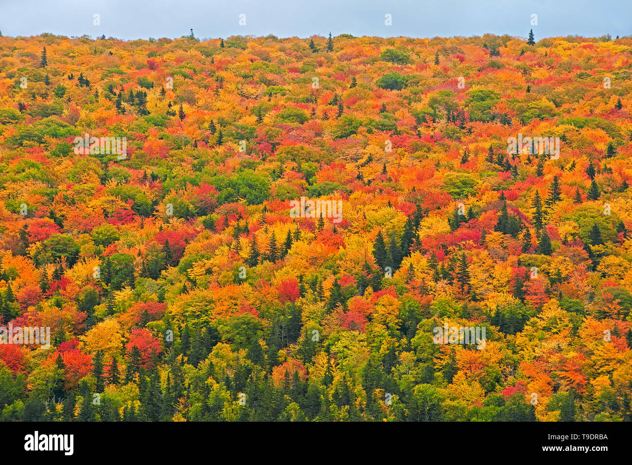 Acadian forest in autumn foliage Cape Breton Highlands National Park ...