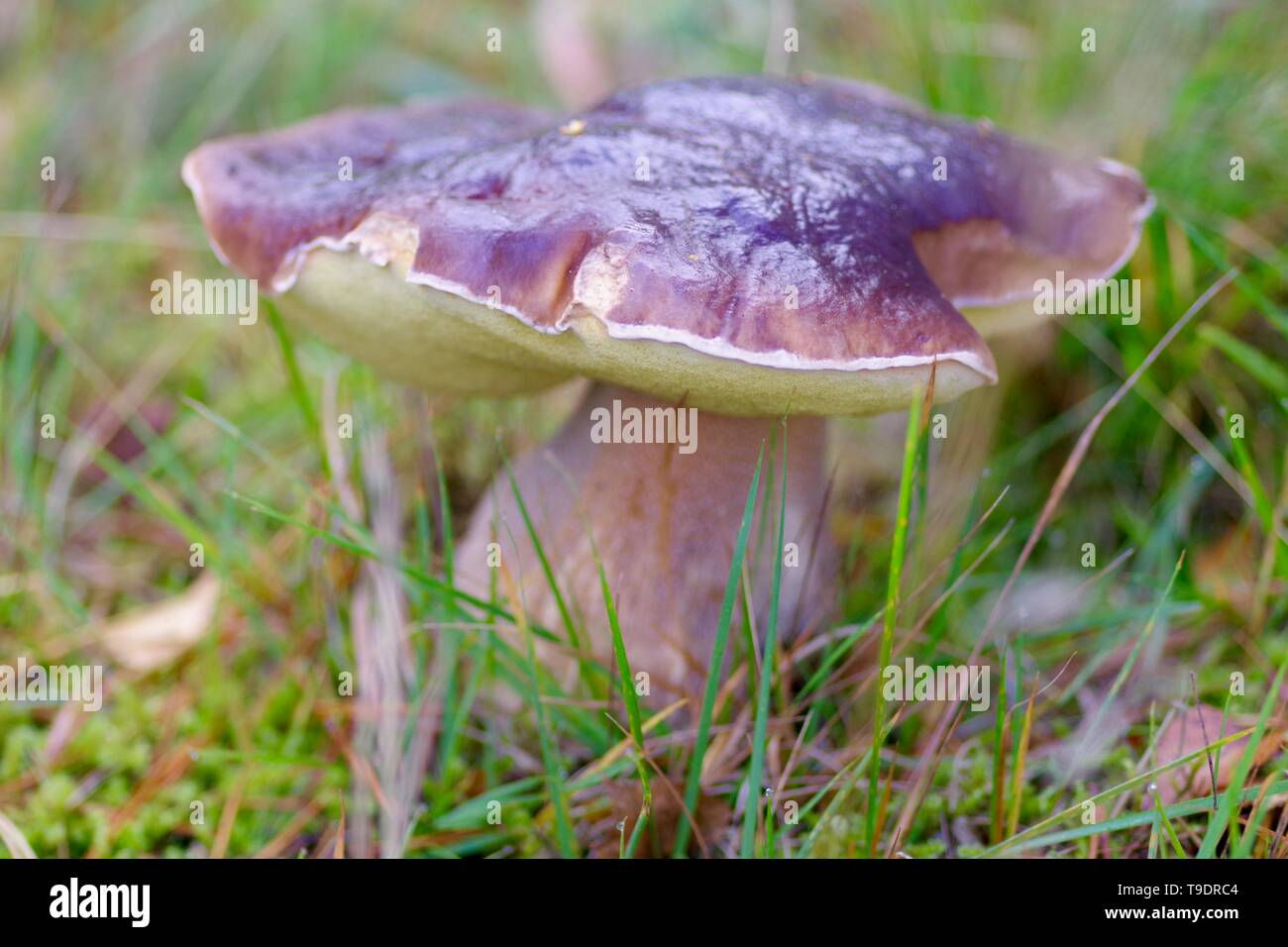 Bay Bolete (Imleria badia). Large Purple Capped Boletus Fungi in a ...