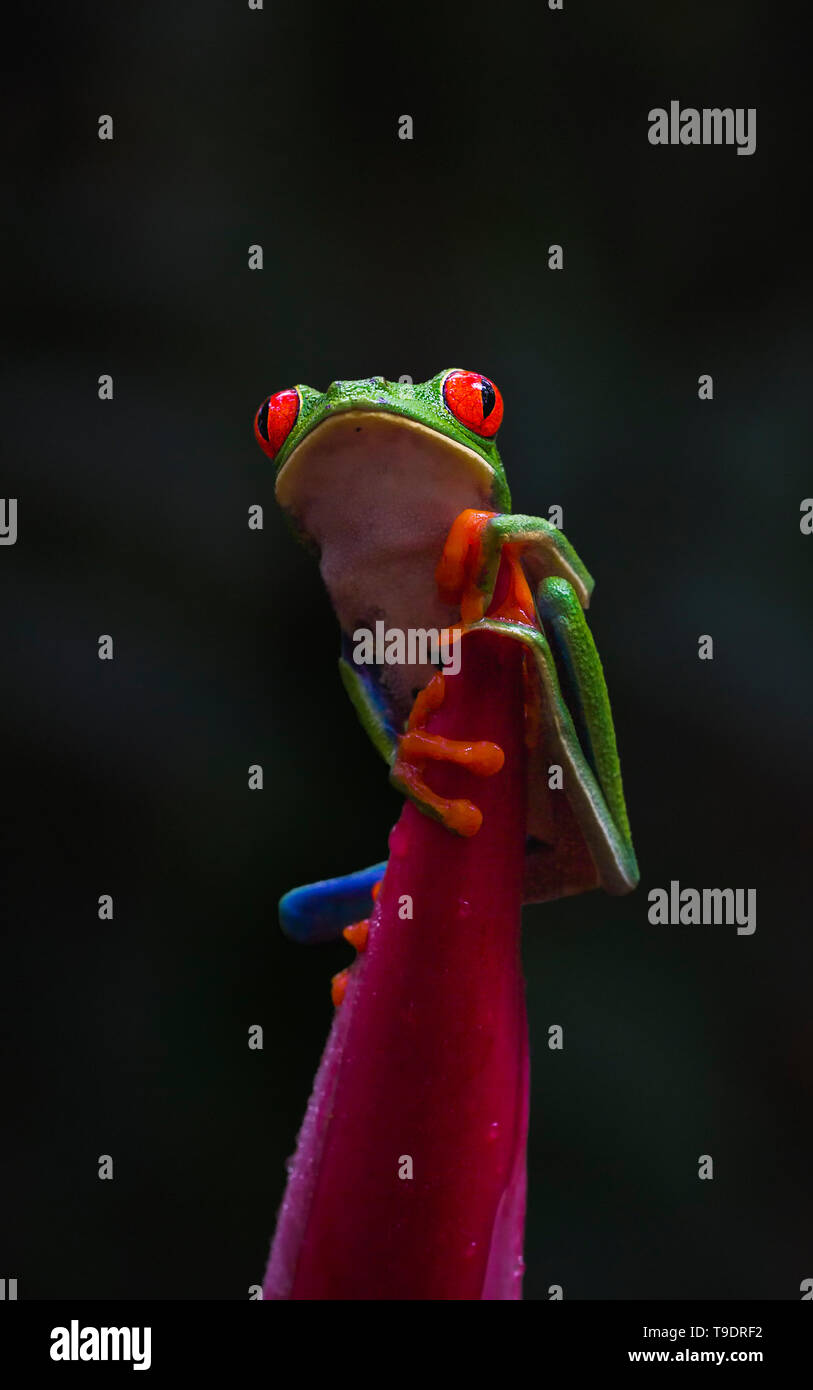 Red-eyed Tree Frog on top of a plant Stock Photo - Alamy