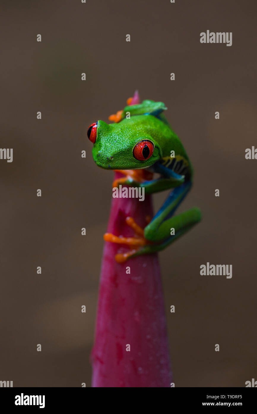 Red-eyed Tree Frog on top of a plant Stock Photo - Alamy