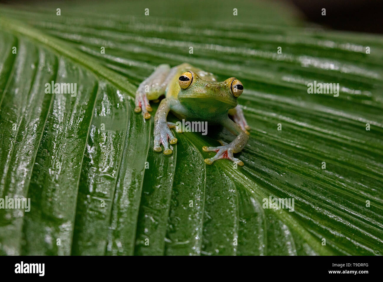 Red-webbed Tree Frog on a wet leaf in the rainforest of Costa Rica ...